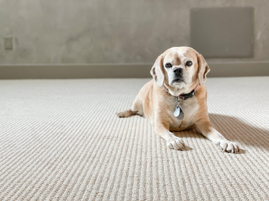How to Choose the Perfect Pet-Safe Carpet for You | Honey Built Home